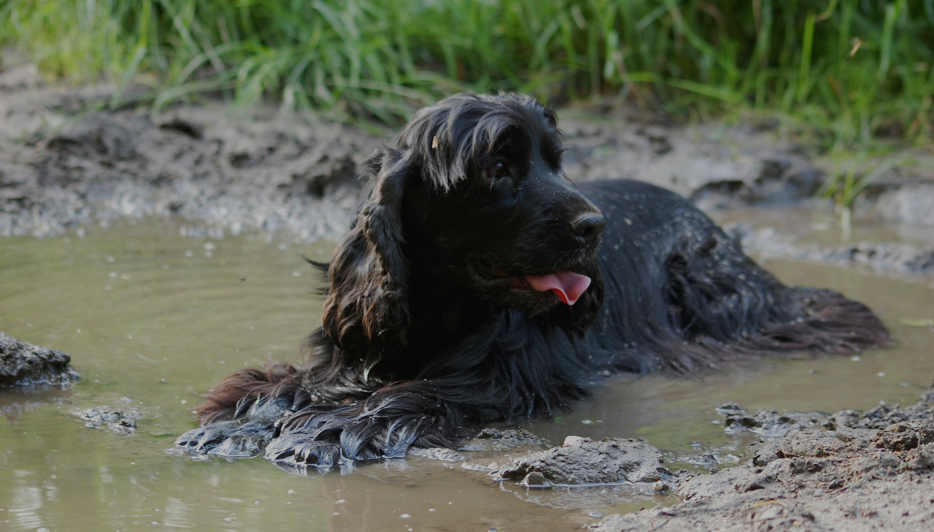 Home - Dog Wash Systems USA